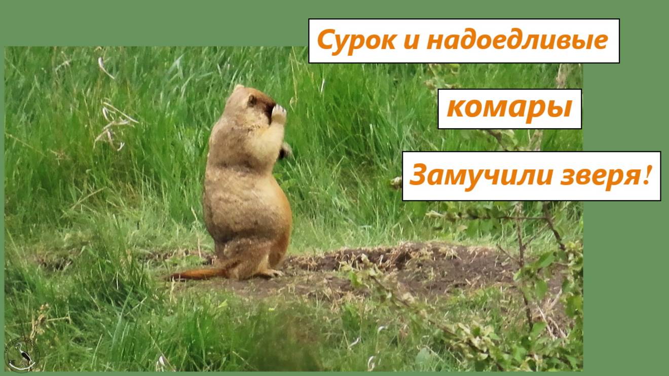 Сурок и комары - совсем замучили зверя!