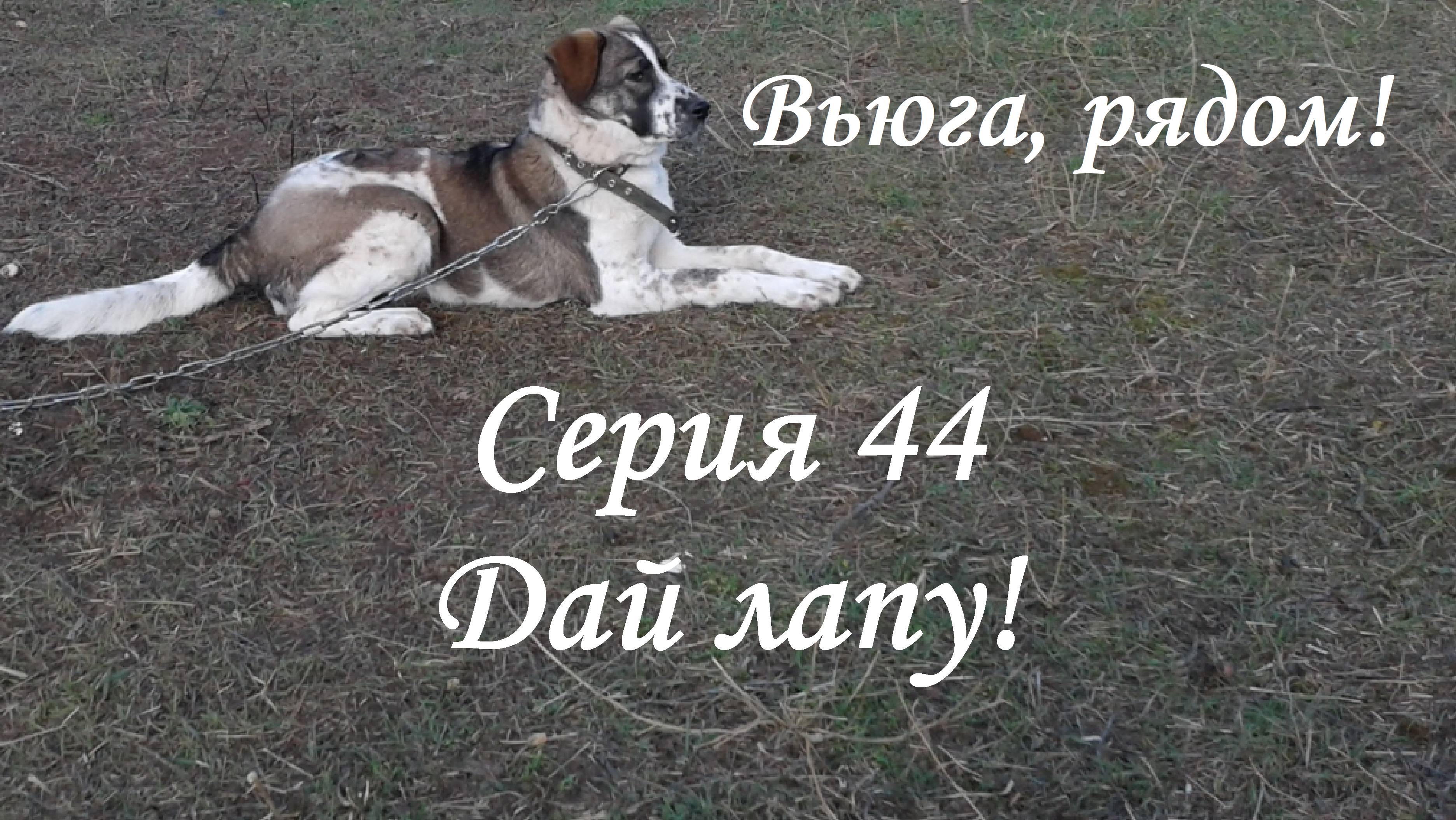 "Вьюга, рядом" Серия 44 "Дай лапу!"