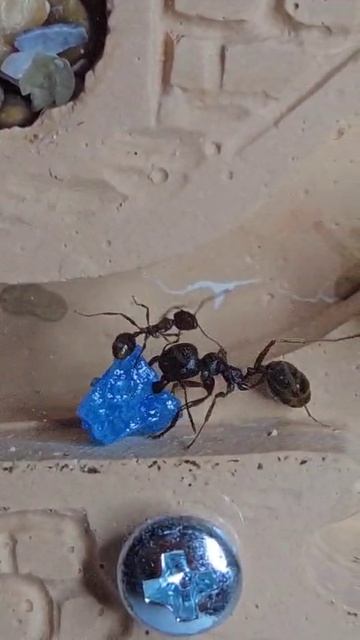 Муравьиная ферма