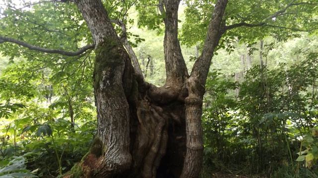 САХАЛИН ФОТО в 2020 г.