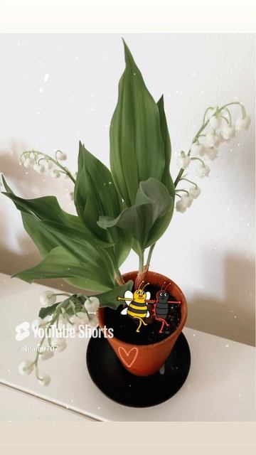 Первомайский ландыш