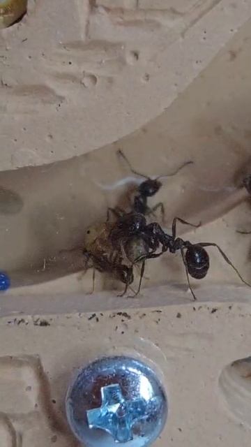 Муравьиная ферма