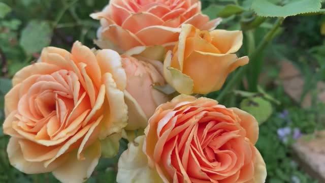 Весенняя обрезка и обработка роз / садовый влог.