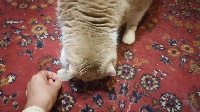 Томас любит дыньку