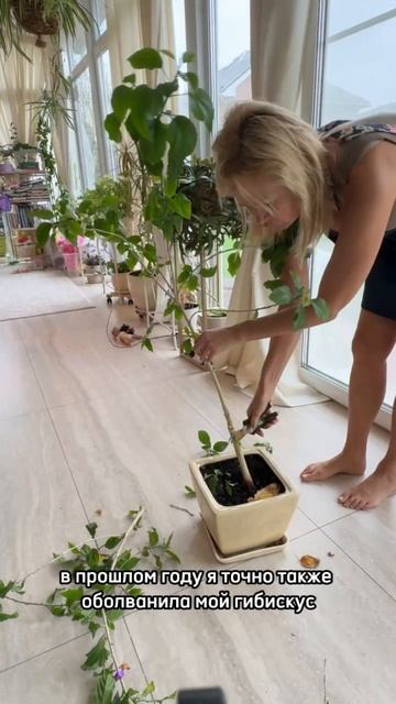 Формируем гибискус на штамбе