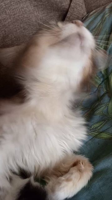 В память о муське.