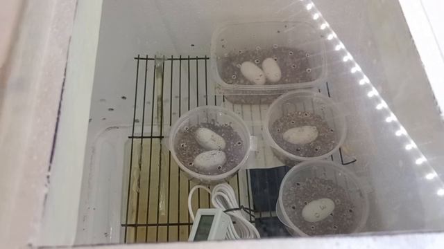 Ждём пополнения эушек 🦎🦎🦎