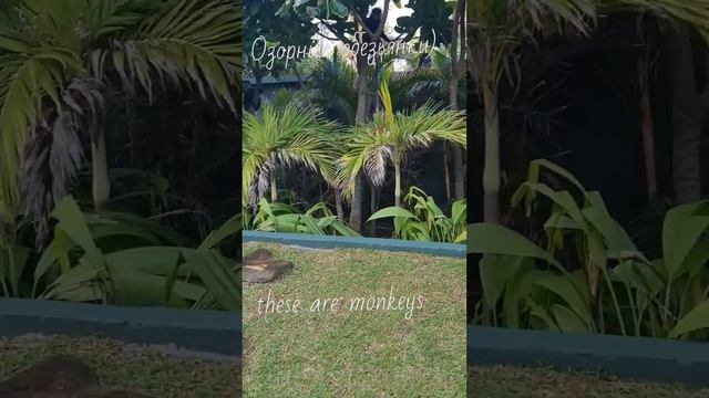 Обезьяны. Шри-ланка. Унаватуна. Аралия.
