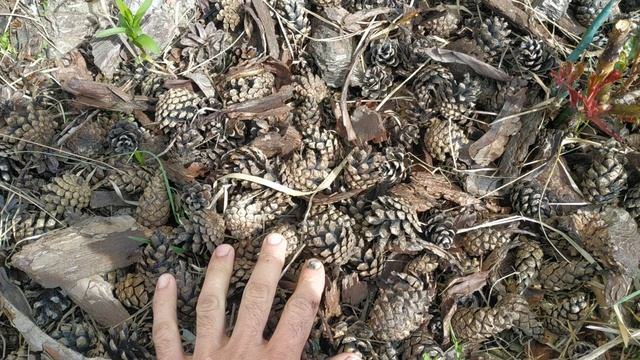 Мульчирование сосновой шишкой преимущества