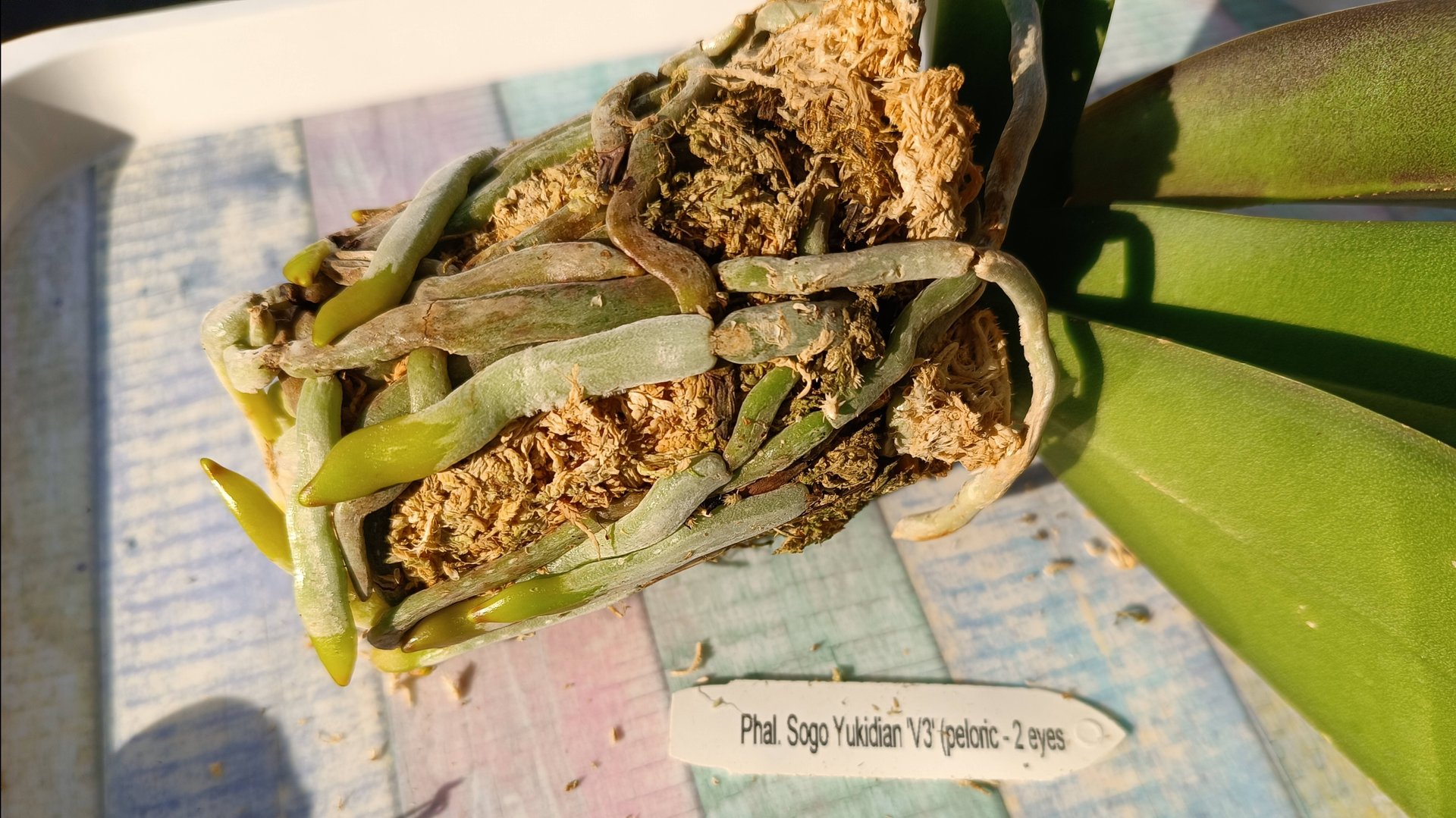 Полив 💦 Первые пересадки орхидей