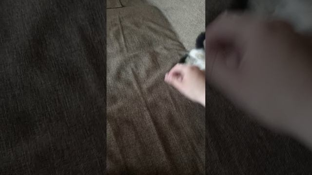 Новая хозяйка в доме.