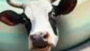 брейнроты 1