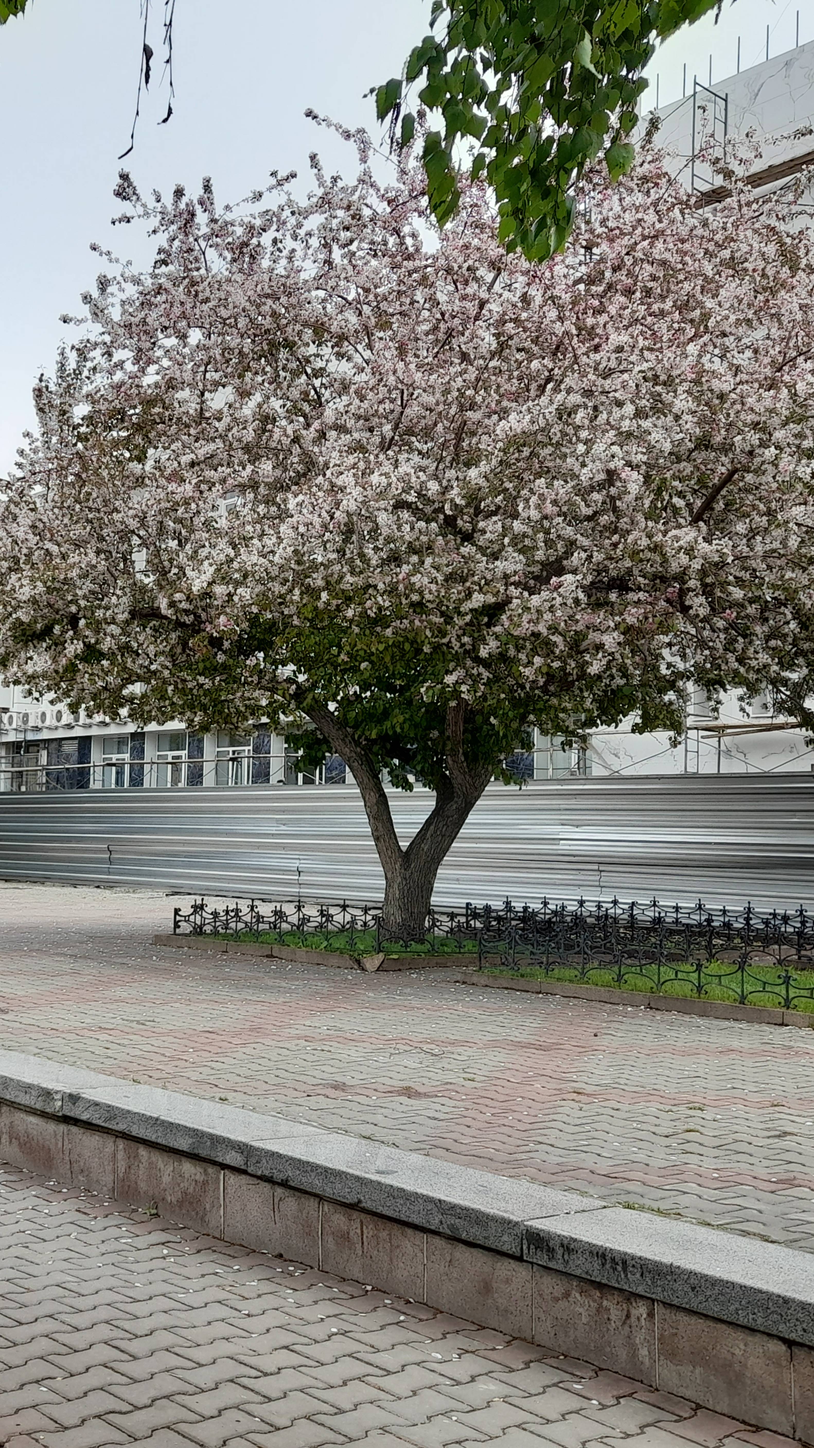 Пою в пути. "Письмо матери". Стихи Сергея Есенина