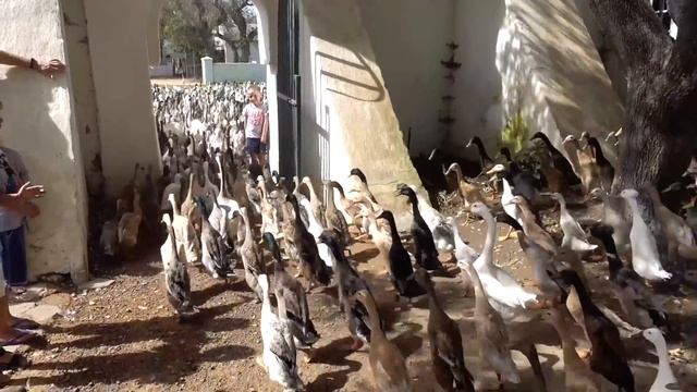 "Африка, где я влюбился с первого взгляда: горы, вино и спасение носорога"