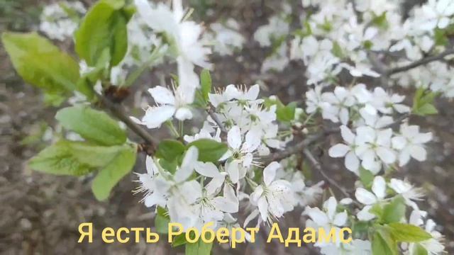 Я есть Роберт Адамс