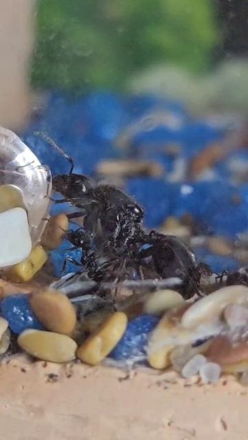 Муравьиная ферма