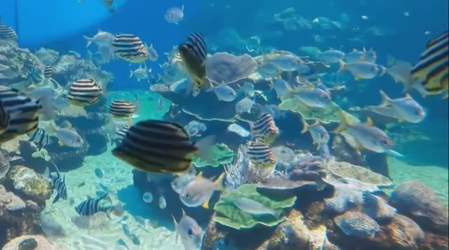 Как выглядят рыбки для аквариума.