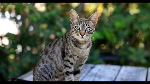 Забирай! (Песня под гитару)