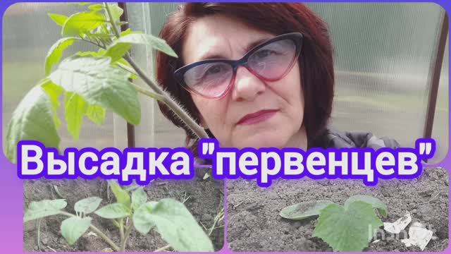 Когда высаживать рассаду в теплицу? 🤔