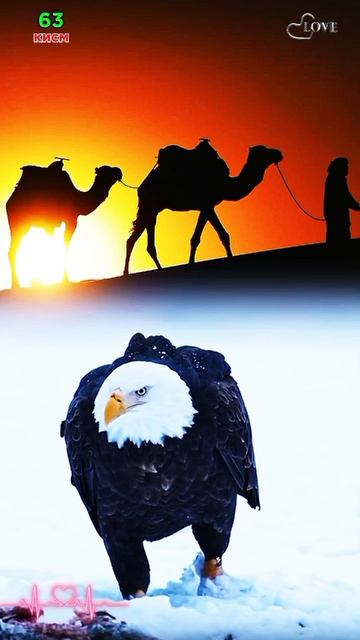 Атрофингизда ёмон инсонлар булса 🤮🥵🤢