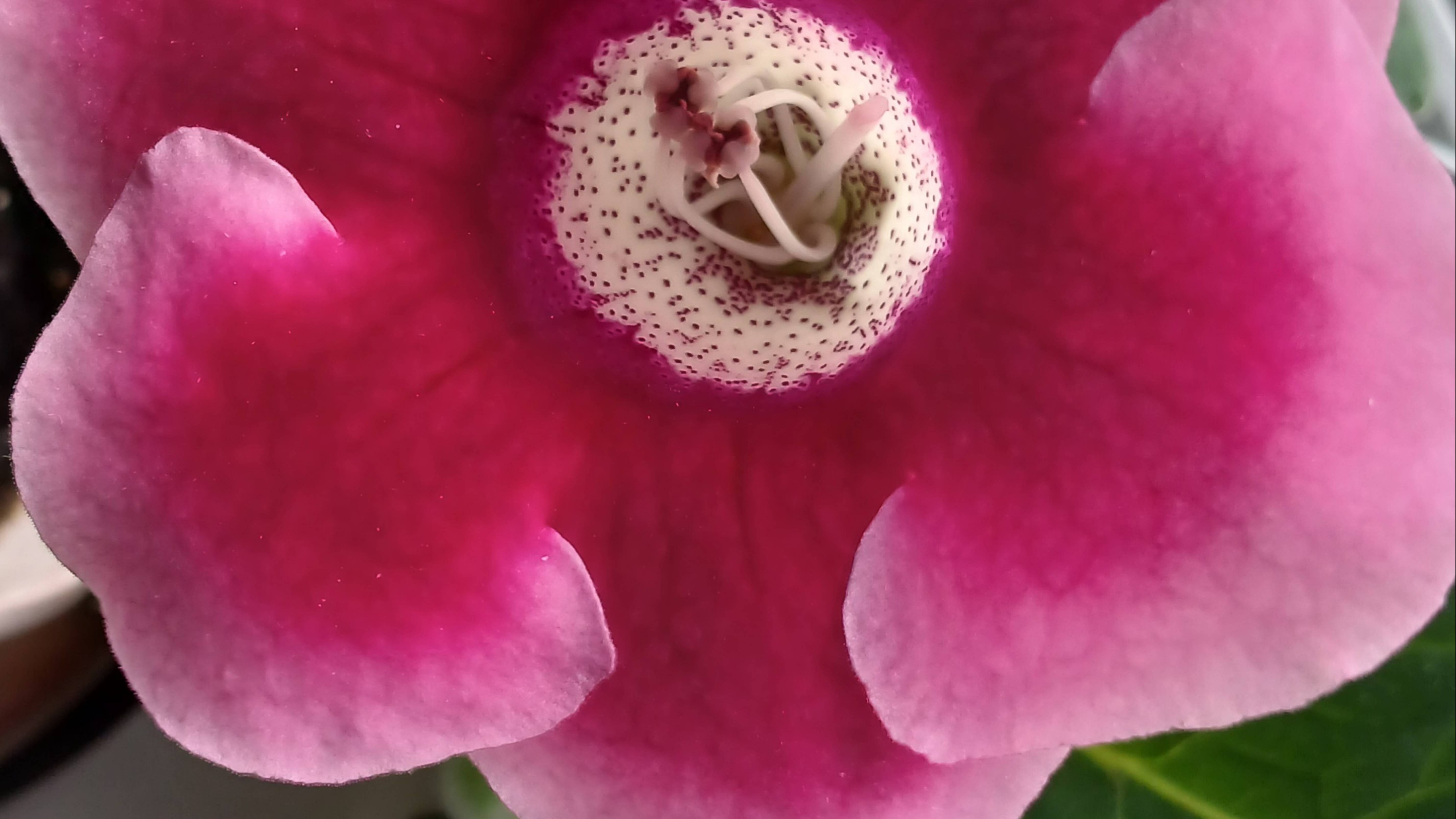 Цветут глоксинии