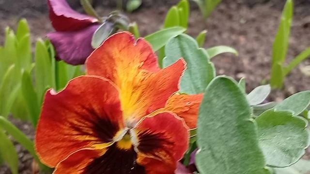 Анютины глазки