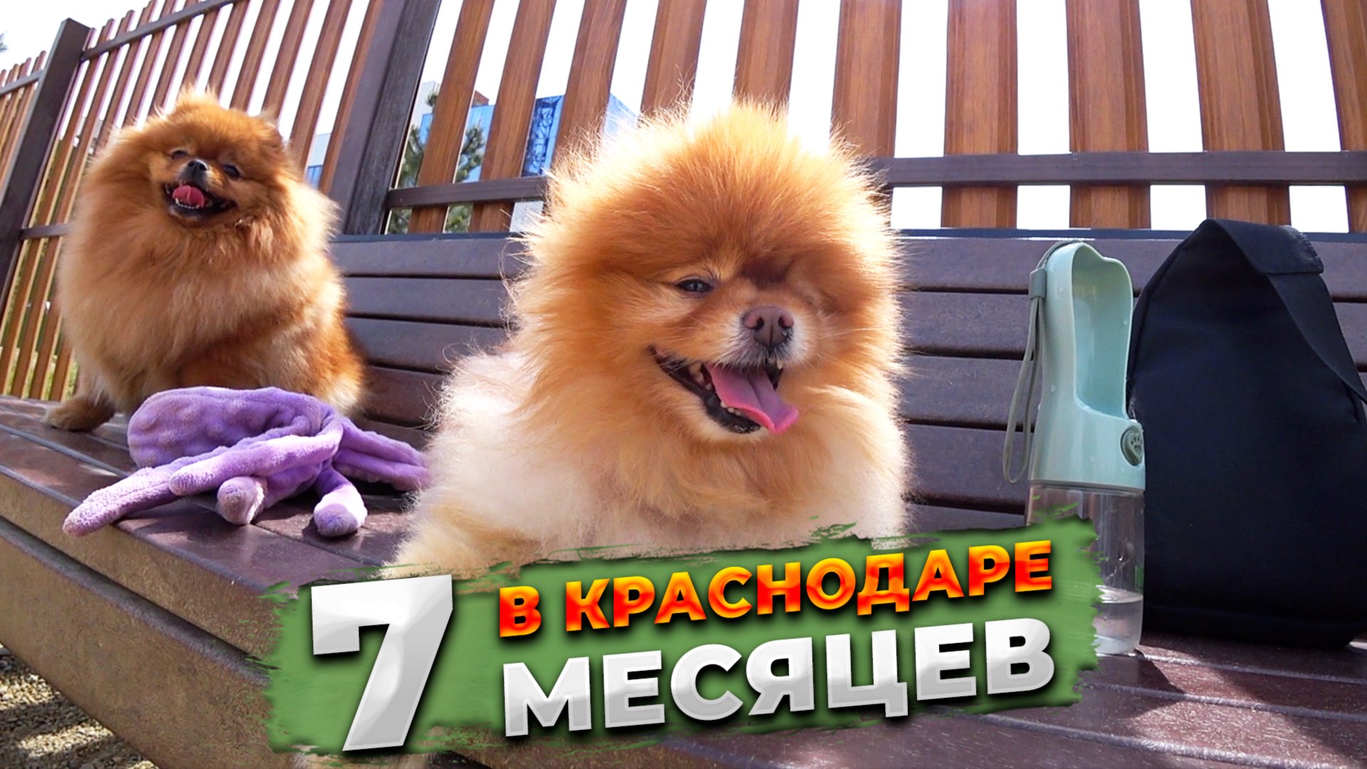 7 месяцев в Краснодаре. МКР Любимово. Прогулка с собаками по аллее Любимово