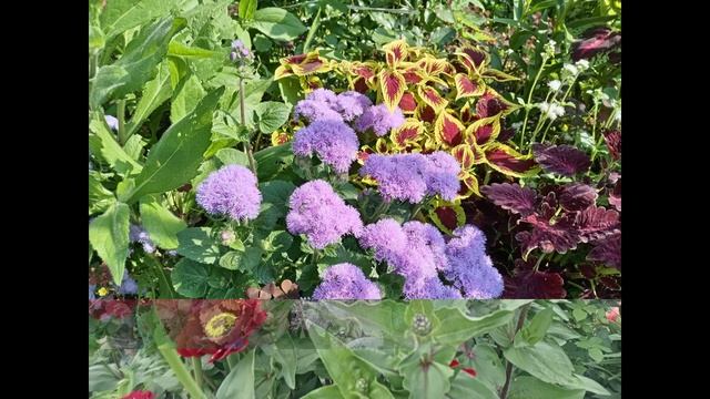 МОЙ СОЛНЕЧНЫЙ САД.