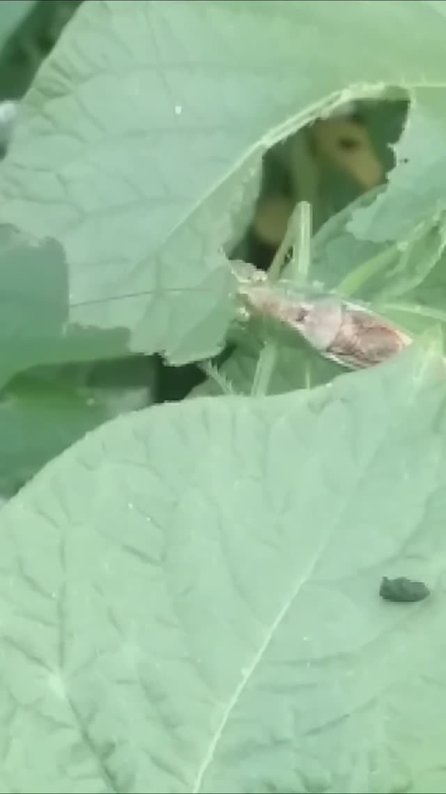 Наглый кузнечик, смотрите со звуком