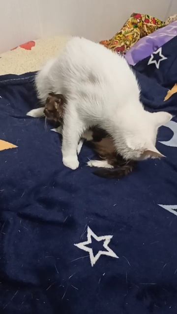 Вилли часть 2