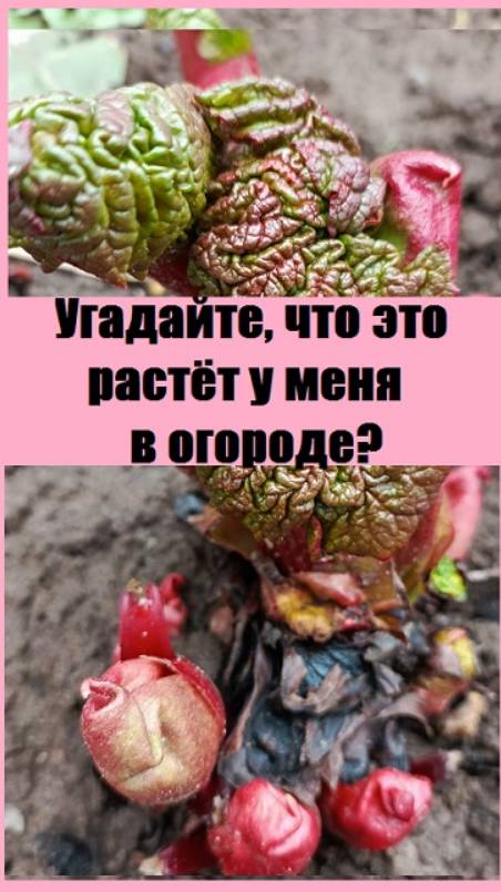 Экзотическое растение оказалось ОБЫЧНЫМ РУССКИМ ОВОЩЕМ!