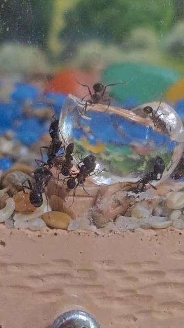 Муравьиная ферма