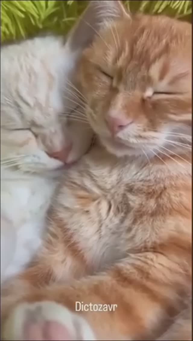 Семейство на отдыхе.