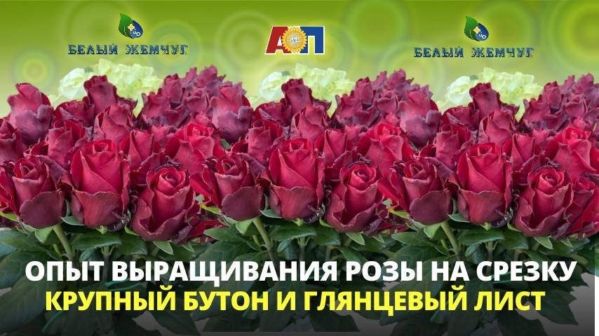 Опыт выращивания розы на срезку в Сочи с применением линии ПРК "Белый Жемчуг". Опыт фермера