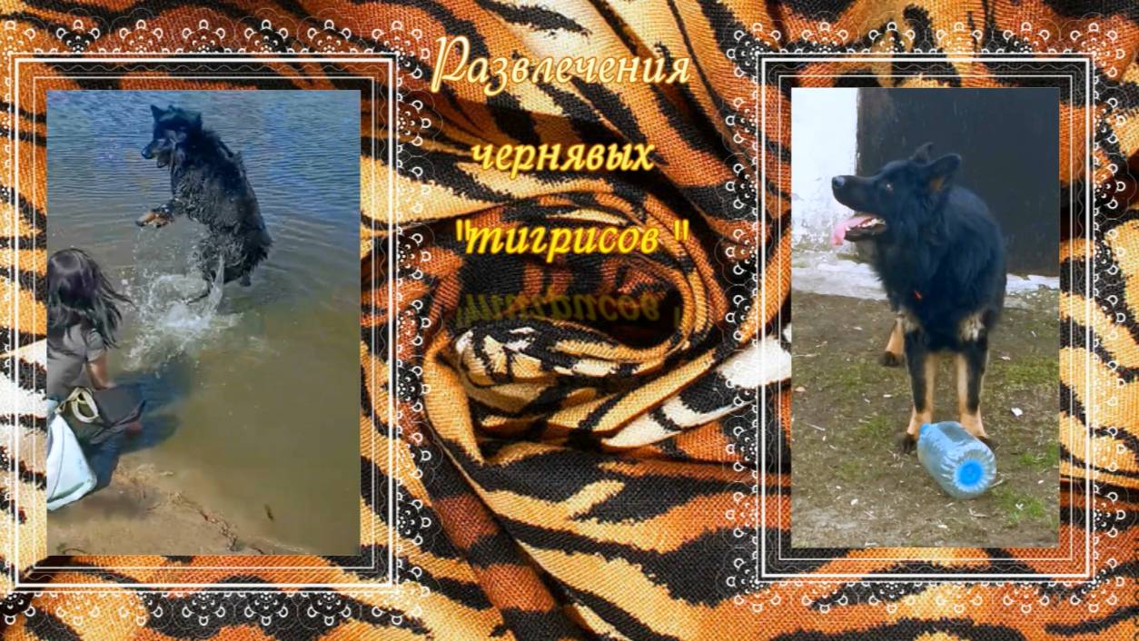 Развлечения чернявых "тигрисов".
Апрель 2025