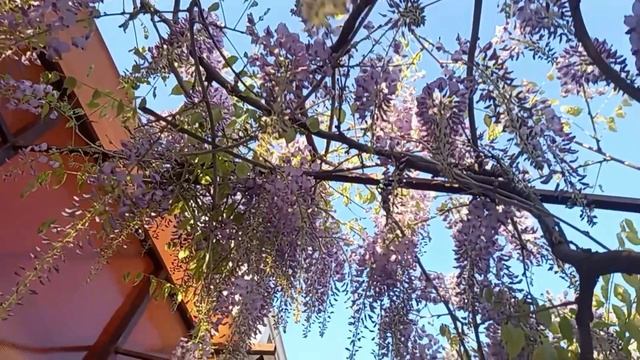 ГЛИЦИНИЯ-Обильное цветение . Вырастить легко!