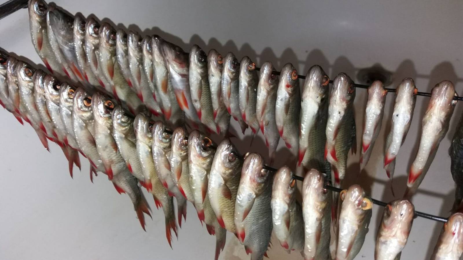 Николаевское вдх.Плотва пошла.