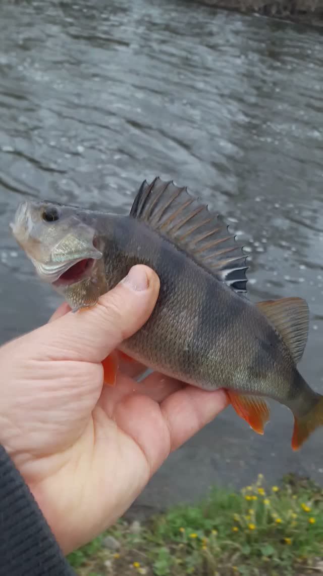 МИКРОДЖИГ НА РЕКЕ ИСЕТЬ В ЧЕРТЕ ГОРОДА ЕКАТЕРИНБУРГ.