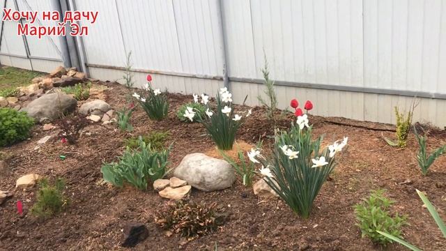 Уборка в цветнике Рассаживаю молодило - апрель24г