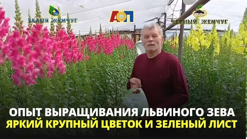 Опыт выращивания Львиного зева с применением линии ПРК "Белый Жемчуг" и ПРК "Черный Жемчуг".