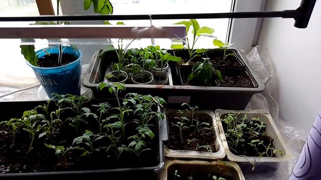 2025.04.30 Плохая рассада в этом году.