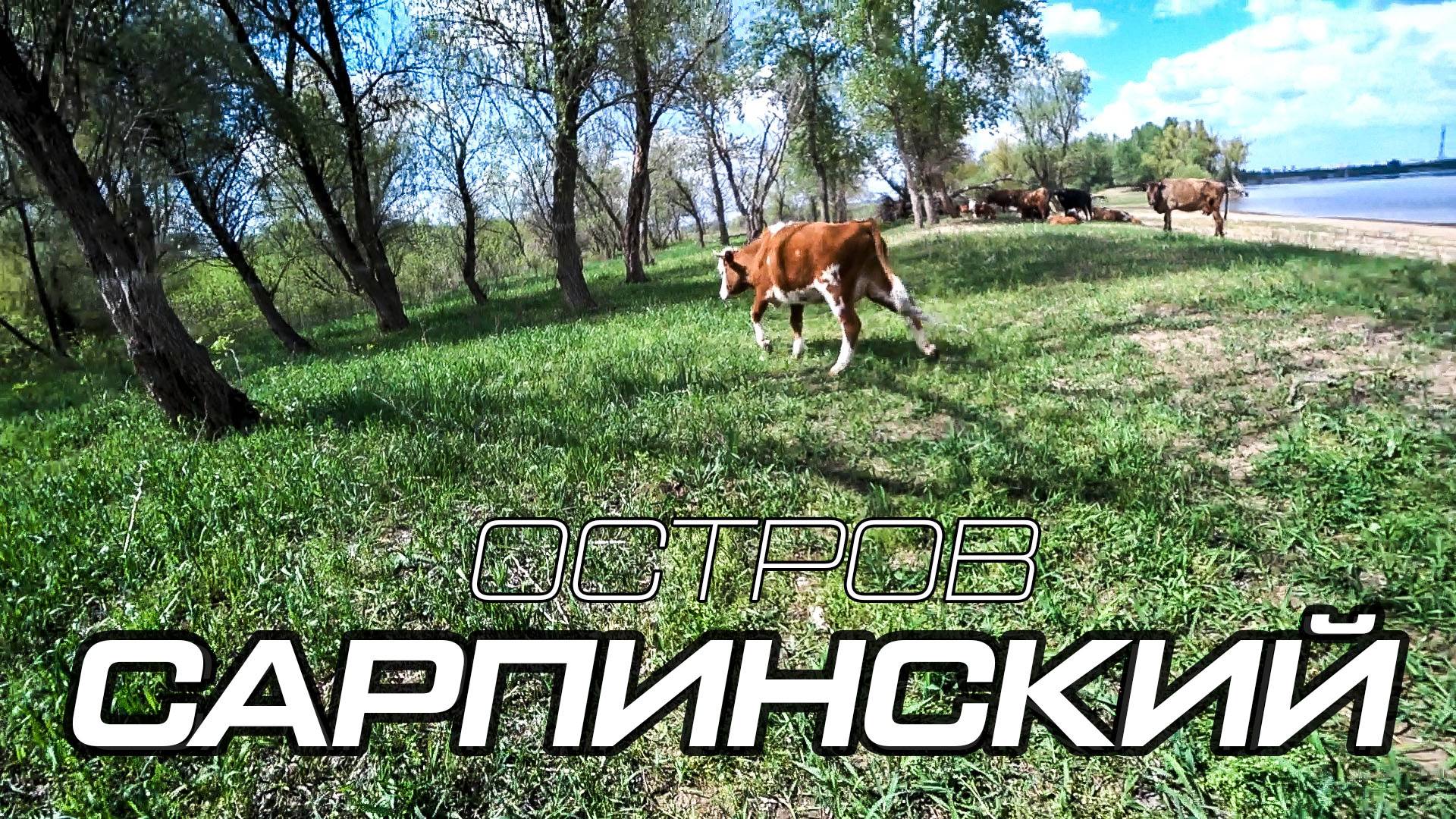 Остров Сарпинский 2025 часть 1: Димон уехал - колеса остались. Обзор антенны KB2/KM-01.