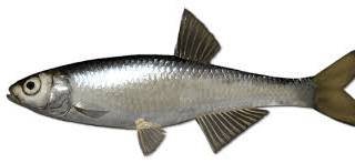 Русская рыбалка 4. ЧЕЛЕНДЖ с Уклейкой.