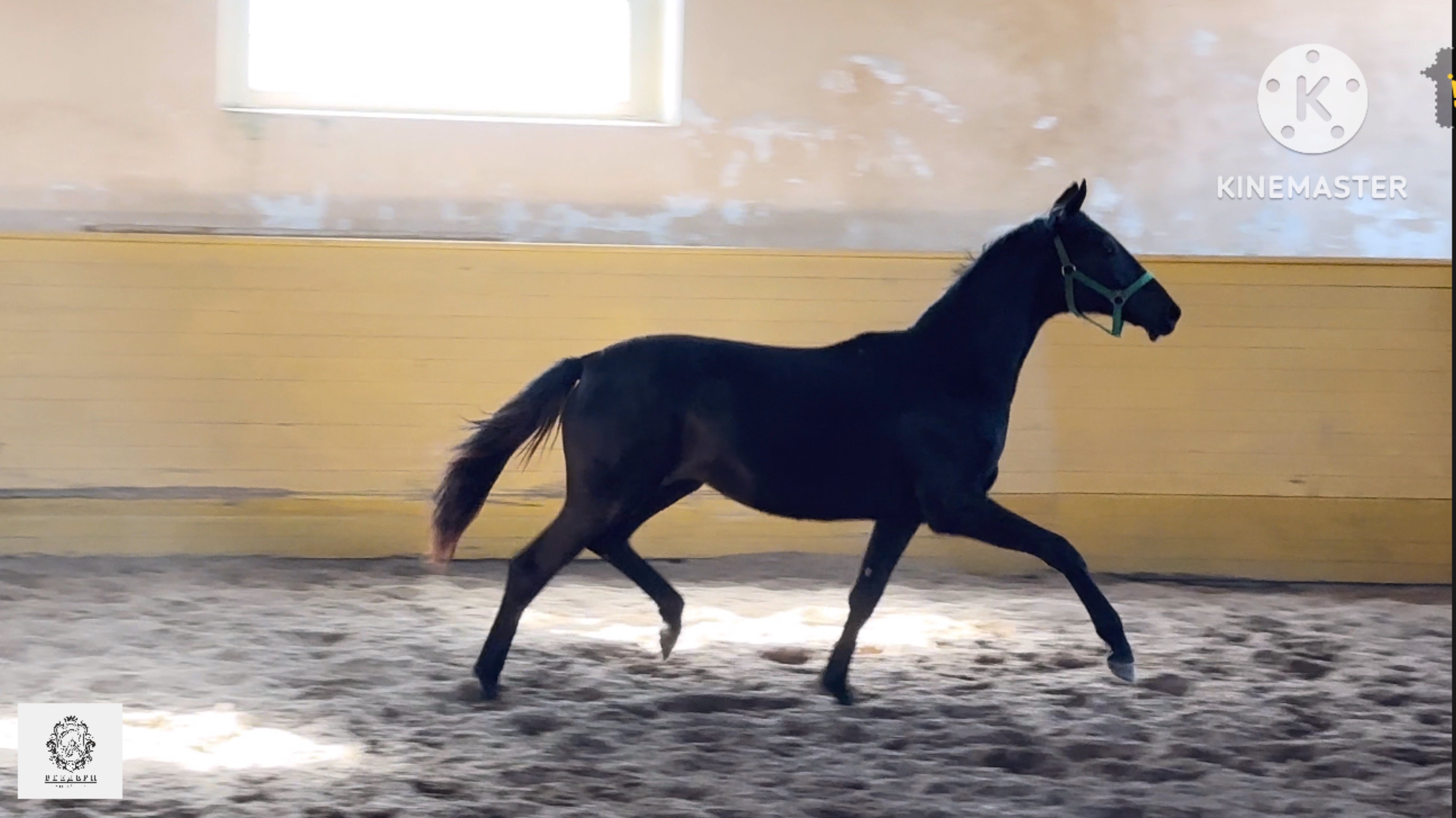 Кобыла Ходынка WD, 2024 г.р.