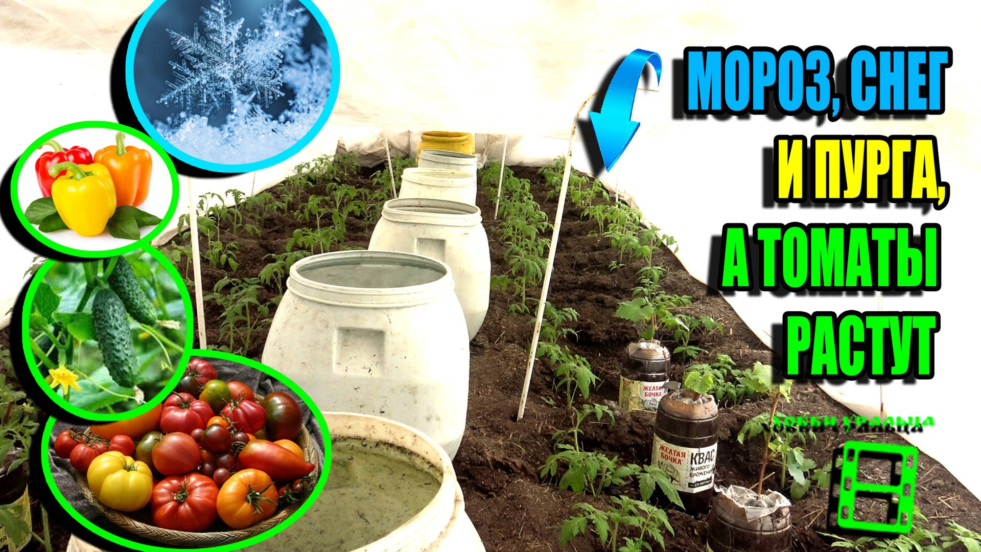 ЗАМОРОЗКИ И СНЕГ, КАК ОТРАБОТАЛА ПРОТИВОМОРОЗНАЯ СИСТЕМА НА ТОМАТАХ И ОГУРЦАХ? ЭКО-САД ВЫХОДНОГО ДНЯ