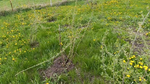 Первый раз приехал на дачу ,1 Мая всей семьей заниматься уборкой .