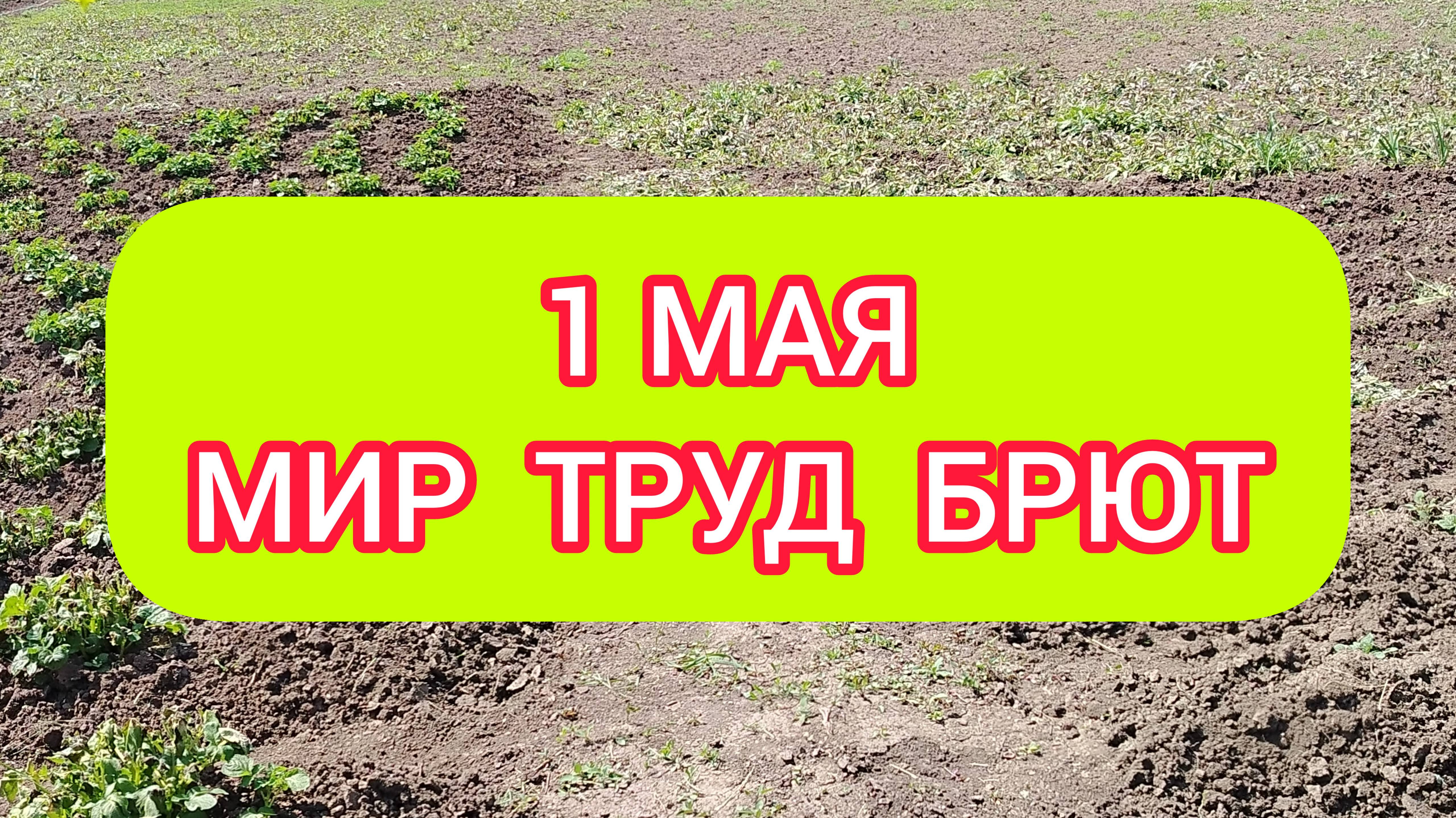 МИР ТРУД БРЮТ