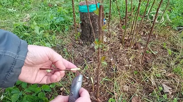 Прививка яблони (улучшенная копулировка) на поросль.