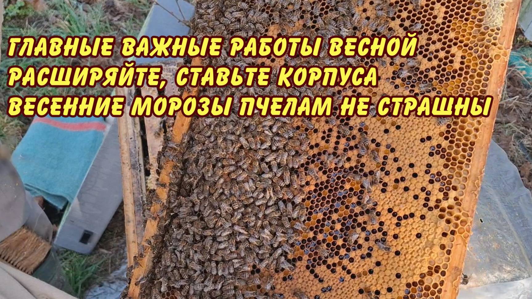 пчеловодство важные работы весной расширяйте ставьте корпуса весенние морозы пчелам не страшны