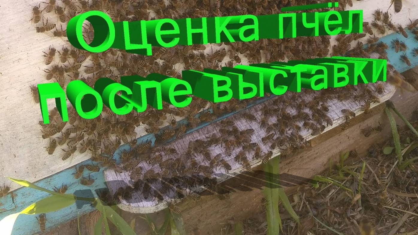 Профессор Кашковский: Оценка состояния семьи при облете после выставки
